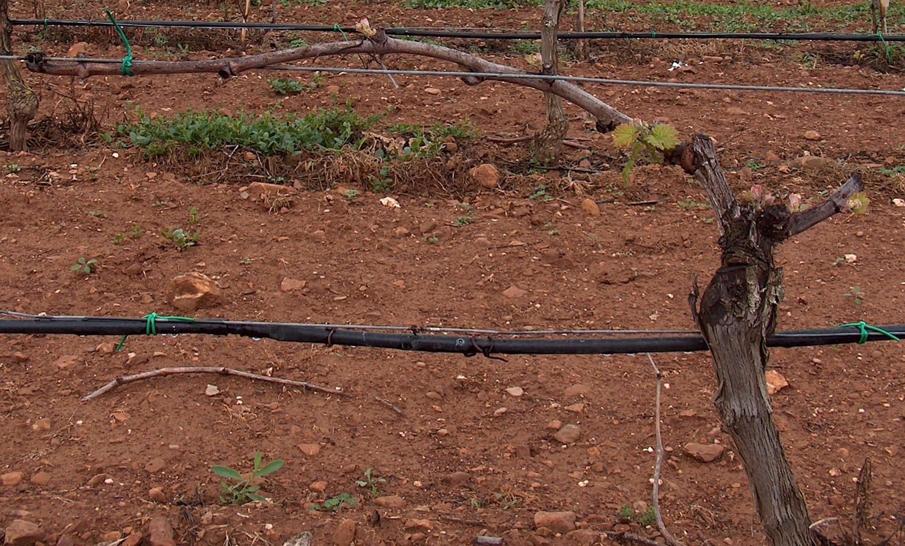 La taille de la vigne: une étape clé pour un vignoble prospère ...